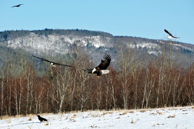 Declining Salmon Lead Eagles to Seek Out Food in Washington’s ...