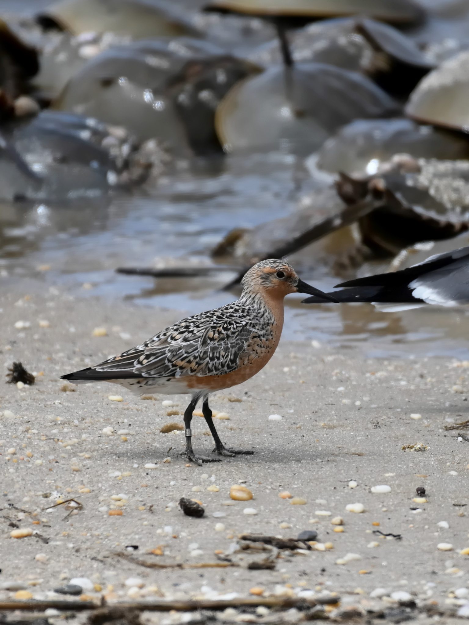 Too Little, Too Late: Study Examines Why the Endangered Species Act ...