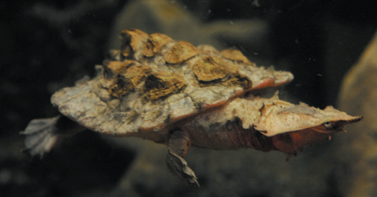 Alumni Join Forces to Protect Wildlife at Major Conference in Panama ...