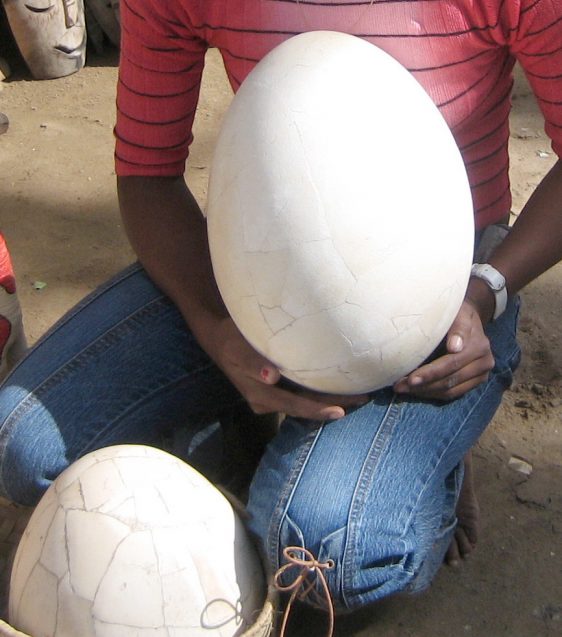 Ancient Eggshell Fragments Crack Giant Elephant Bird’s Life Secrets ...