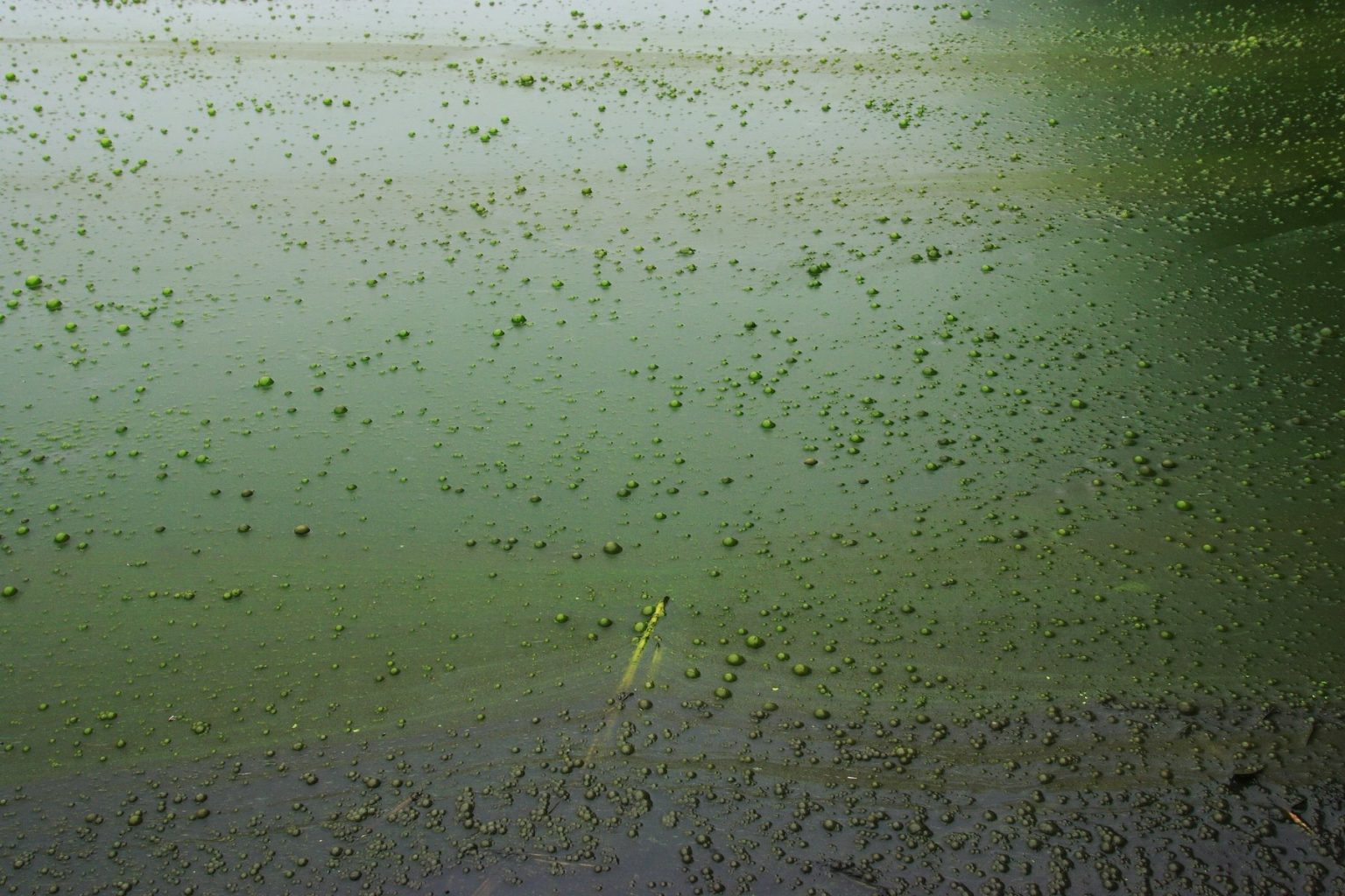 Plankton Are Central to Life on Earth. How Is Climate Change Affecting ...