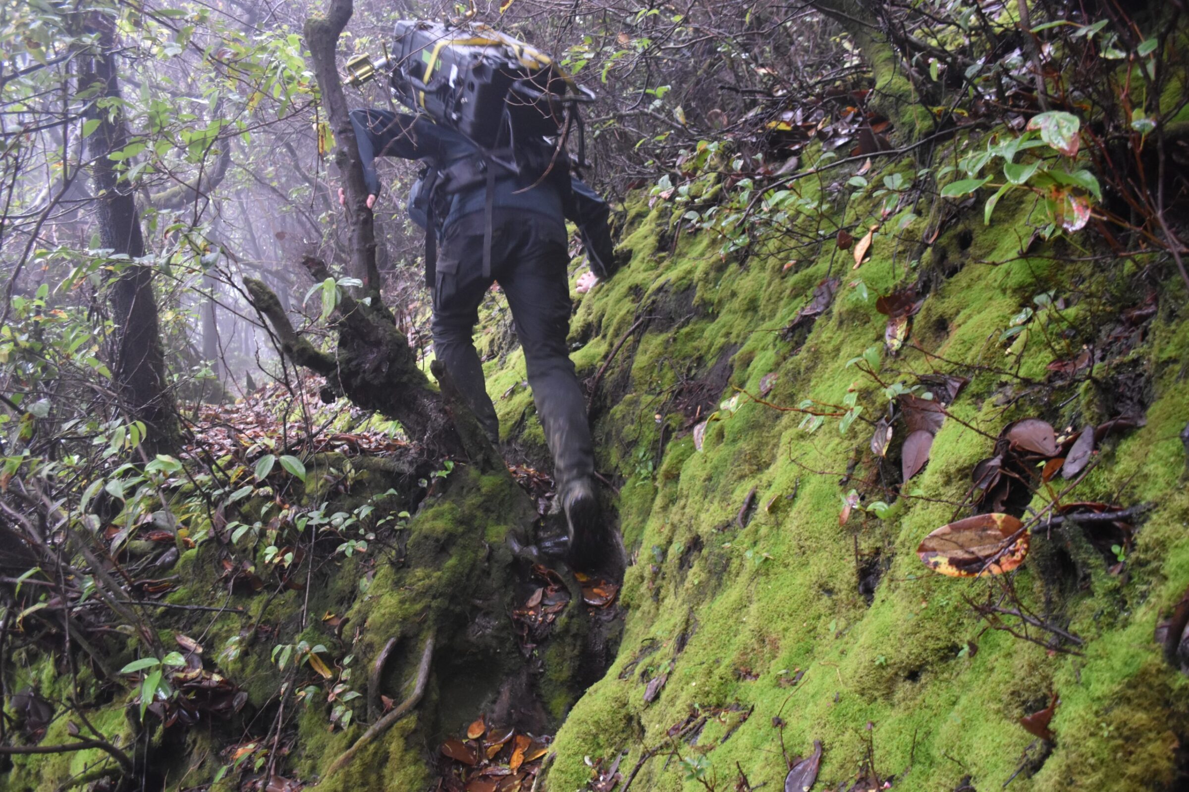 High in a Cloud Forest, Tapping Into the Breathing of a Volcanic Beast ...