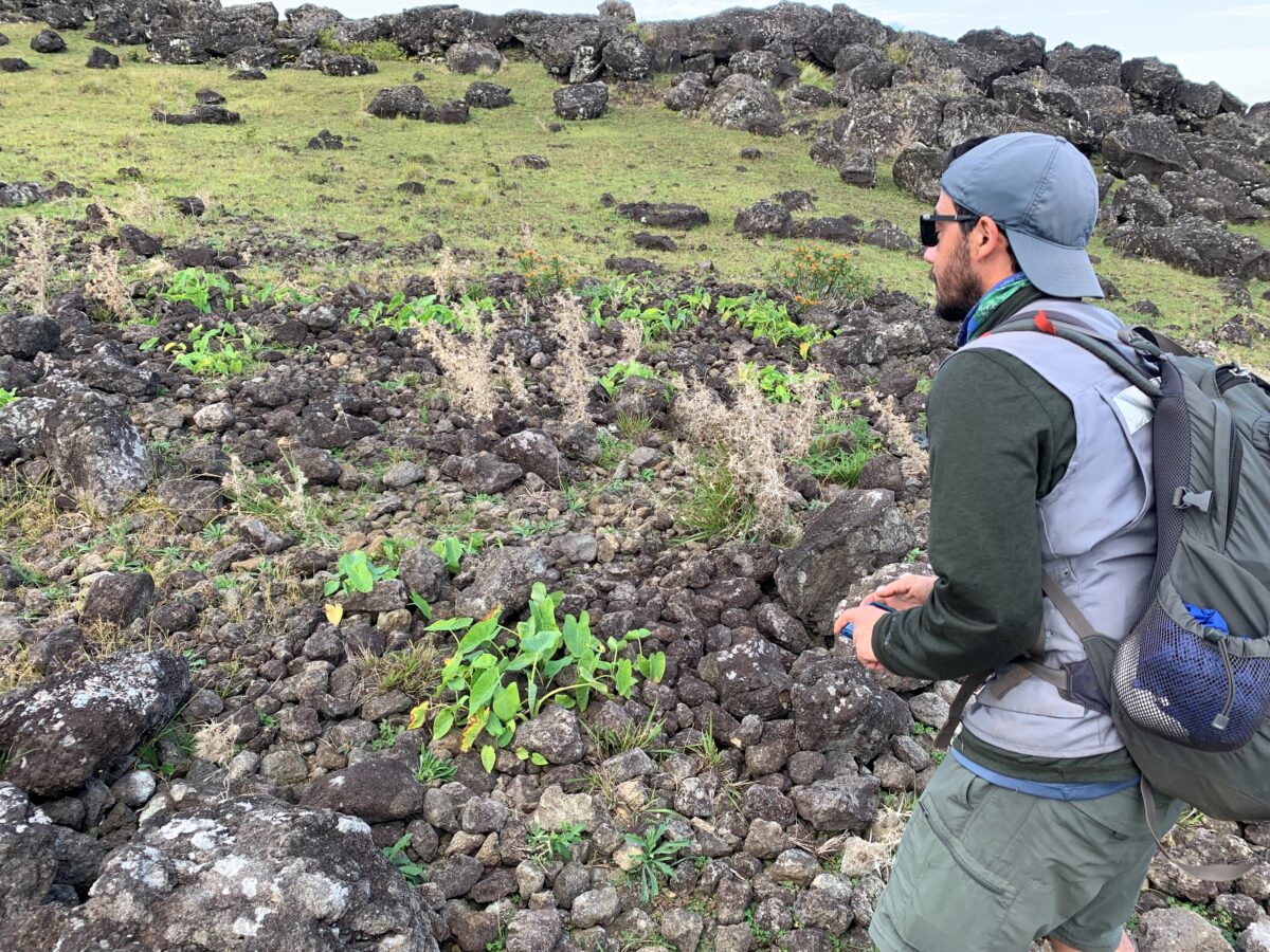 Study Challenges Popular Idea That Easter Islanders Committed ‘Ecocide ...