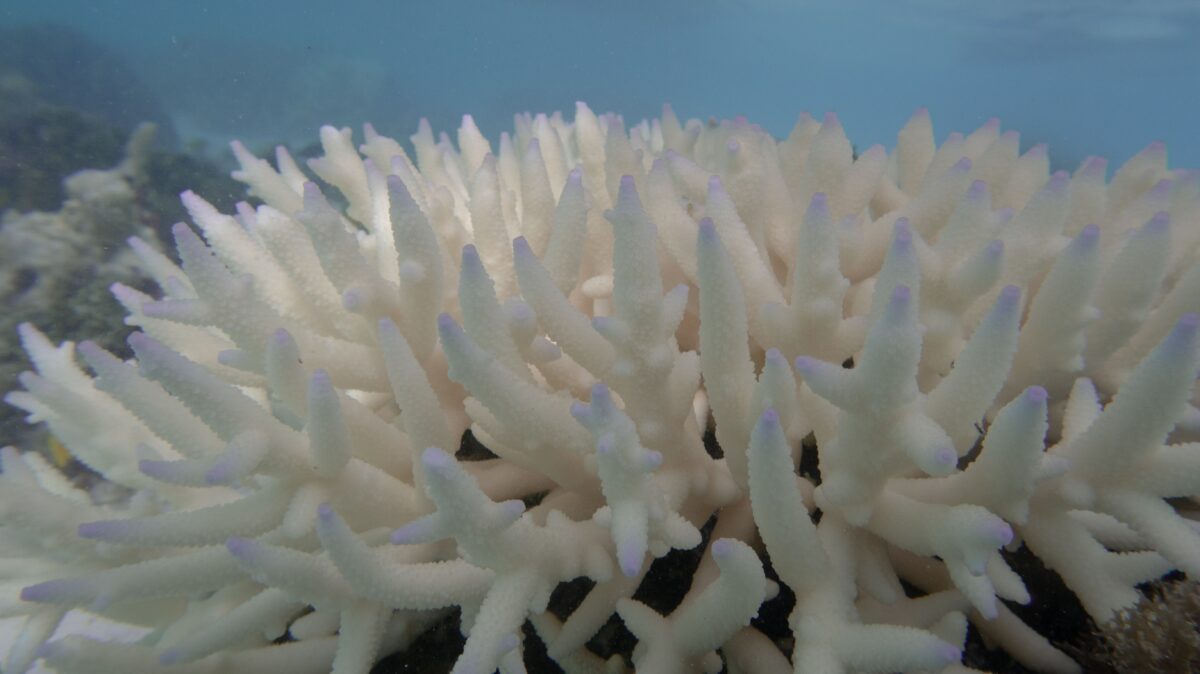 New 400-Year Record Shows Great Barrier Reef Faces Catastrophic Damage ...
