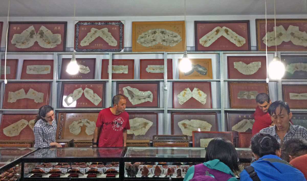 Did the World’s Best-Preserved Dinosaurs Really Die in ‘Pompeii’ Events ...