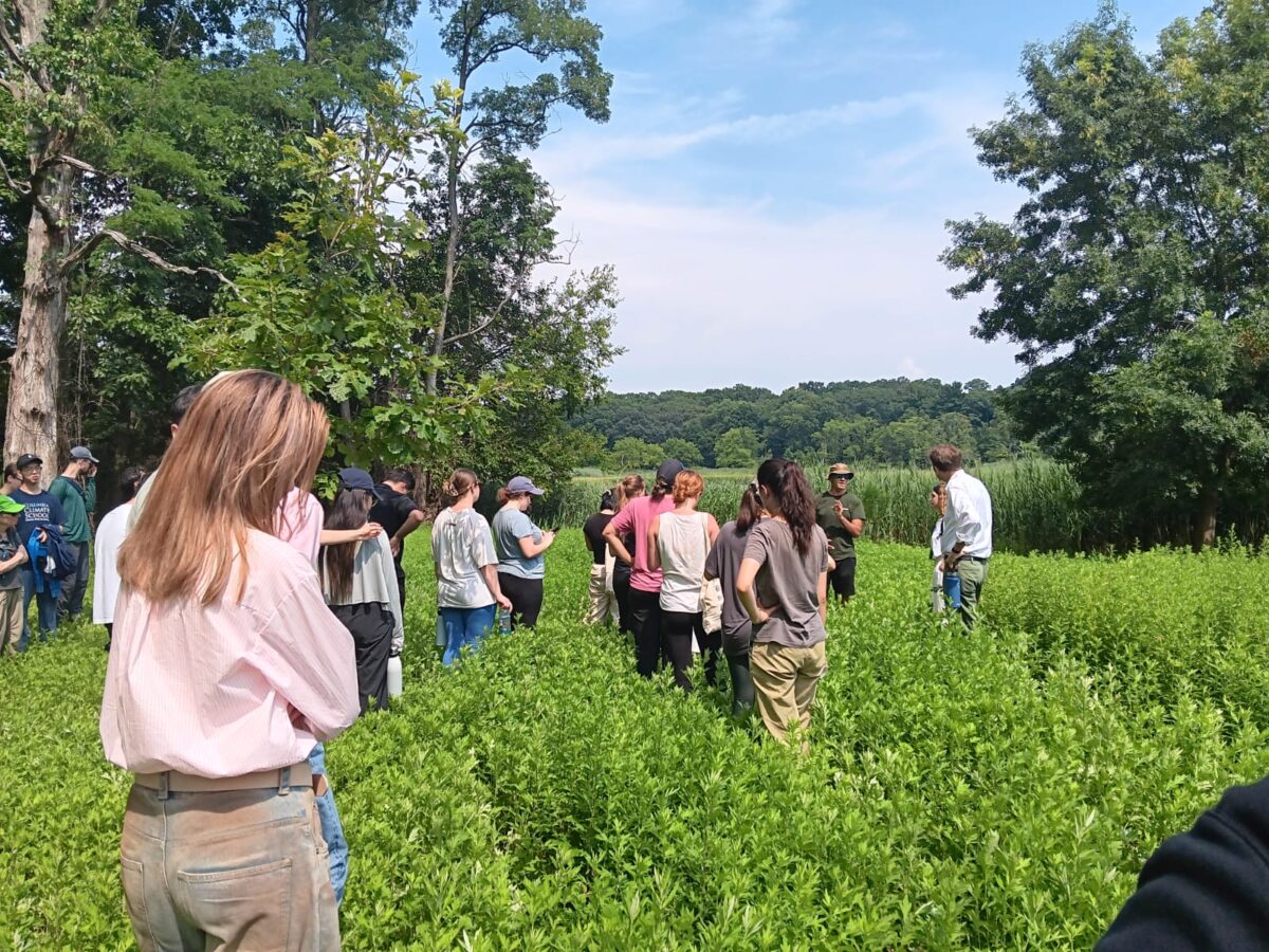 Reviving Nature in the City: Lessons From Urban Green Space Restoration ...